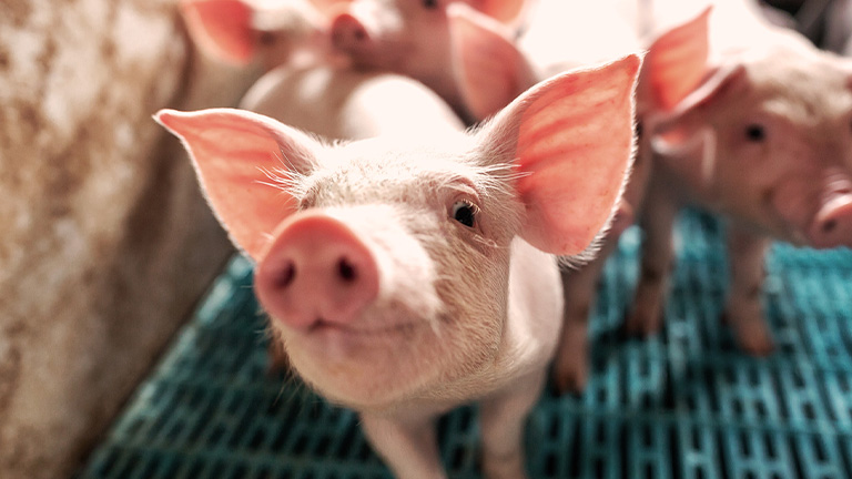 Air treatment systems for swine farms
