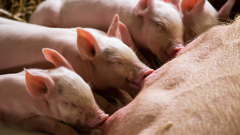 Ventilation systems for pig barns