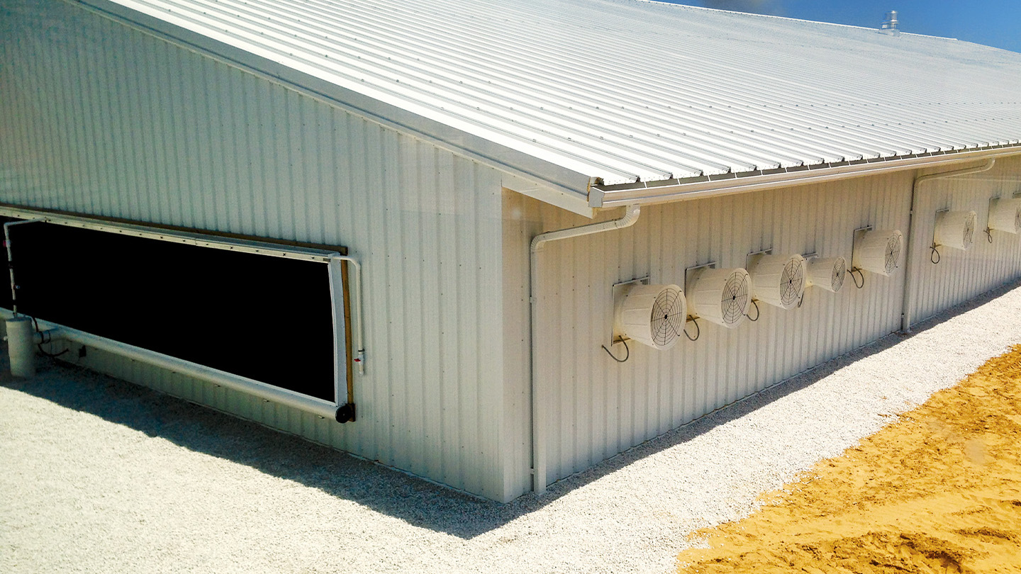 Evaporative cooling systems for pigs farms