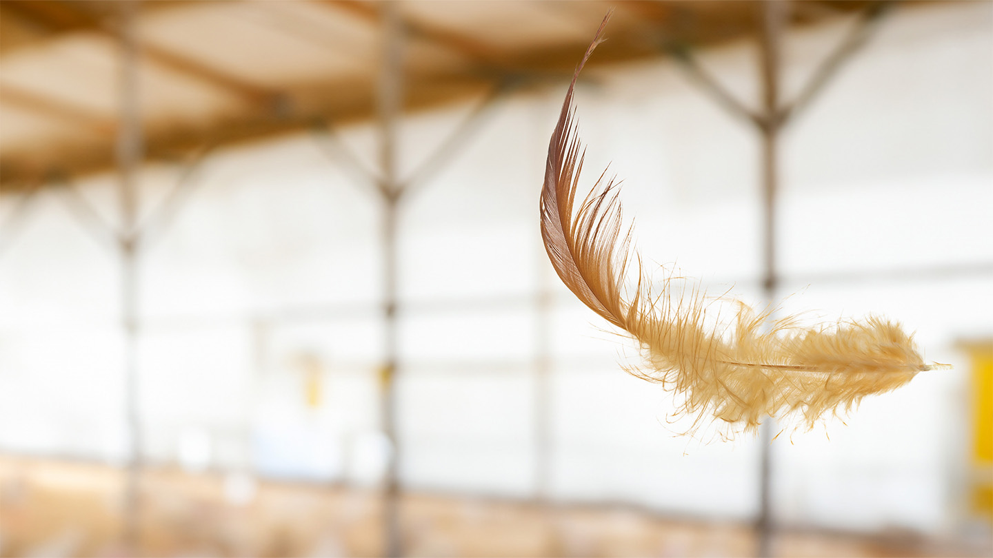 Air Treatment Systems for Poultry Farms | Clean Air, Healthy Birds