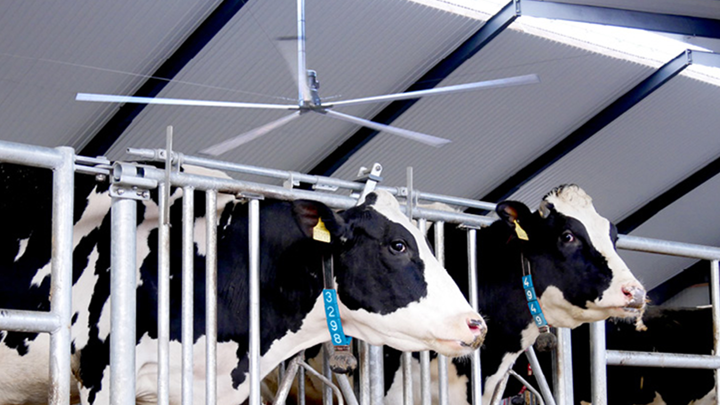 Poultry ventilation solutions for broiler and layer farms