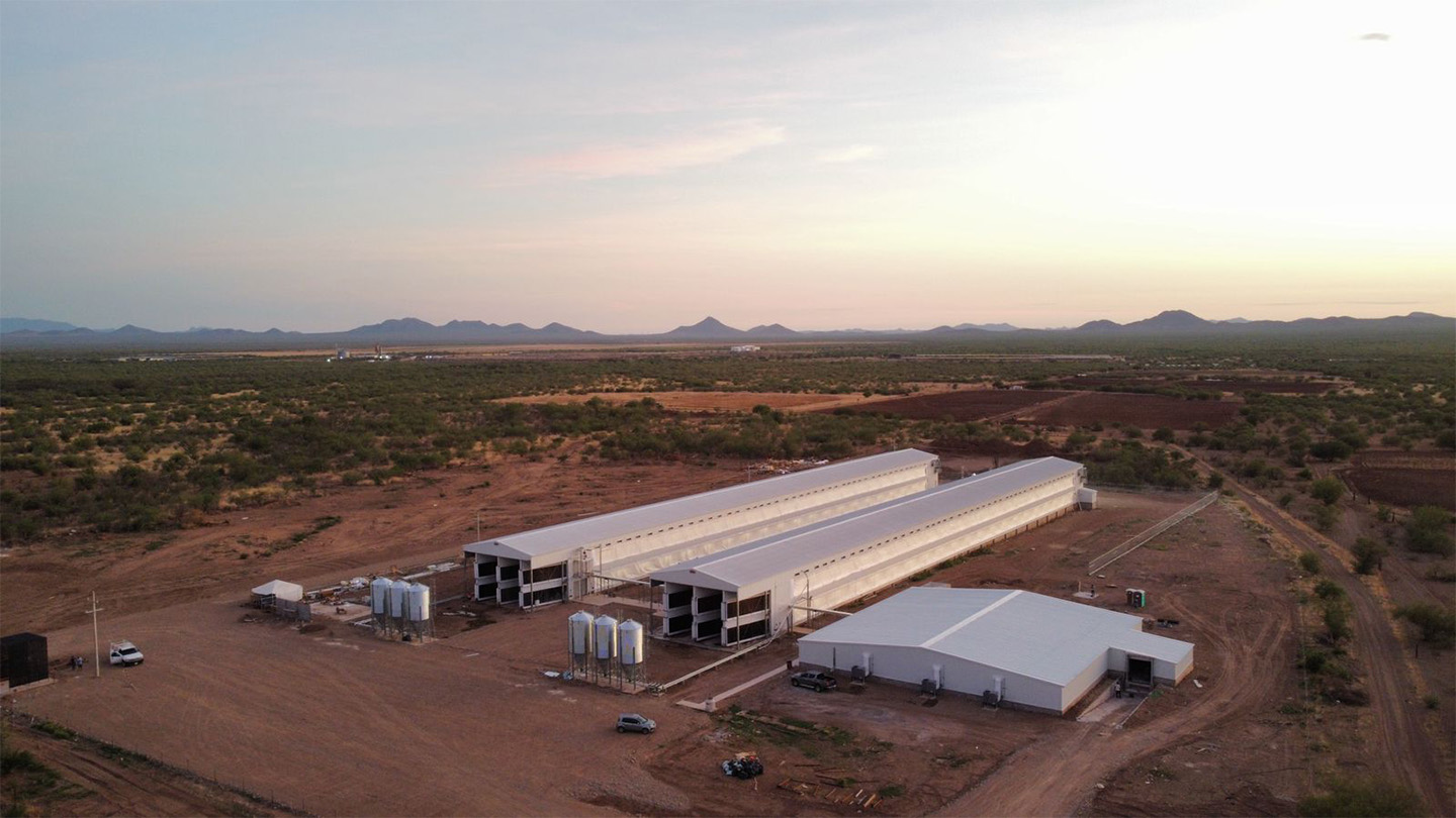 Evaporative cooling for poultry houses