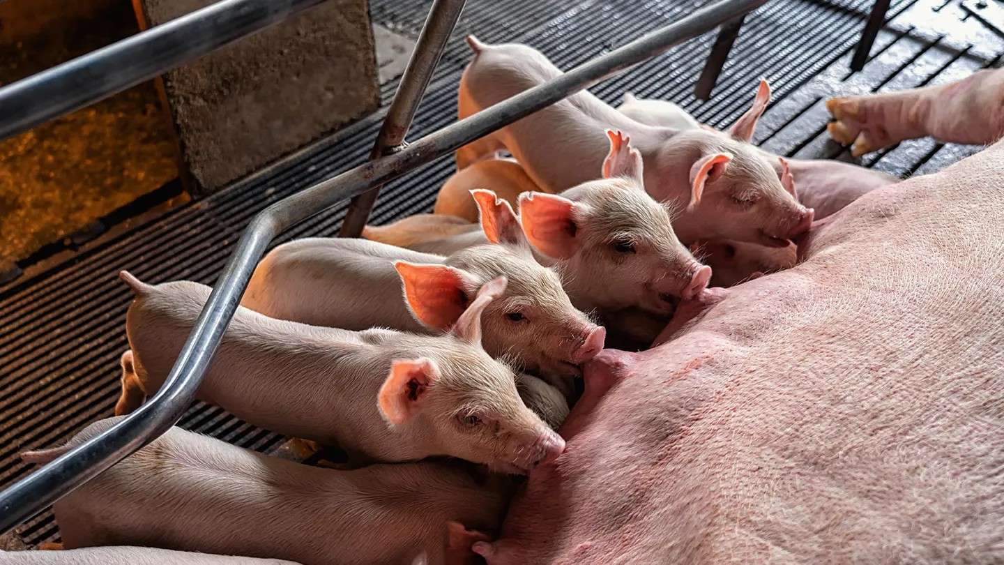 Ventilation systems for pig barns