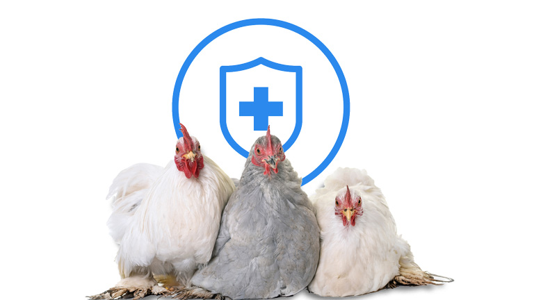 Climate solutions for broiler chicken farms
