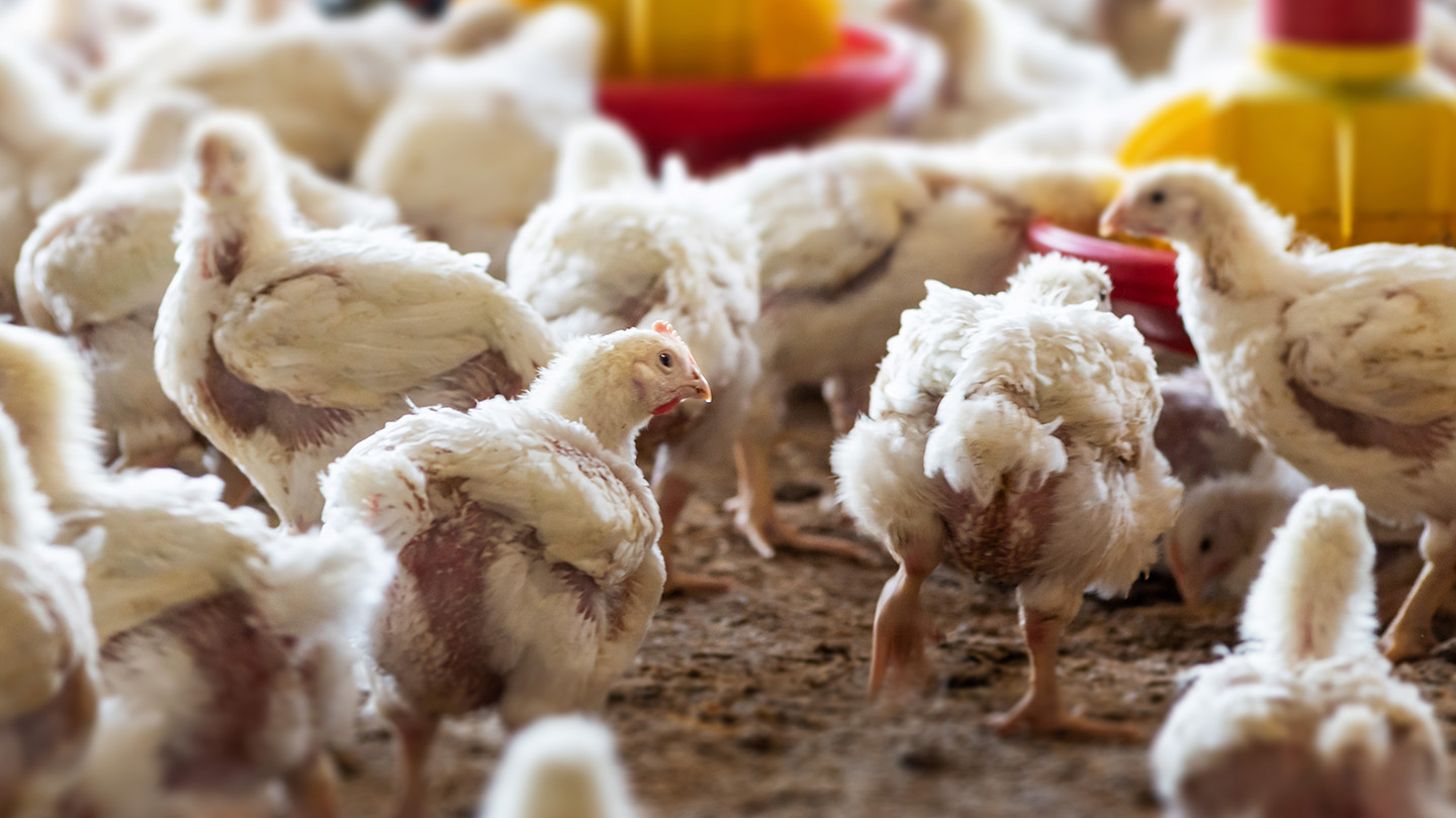 Climate Control Solutions for Broiler Farms