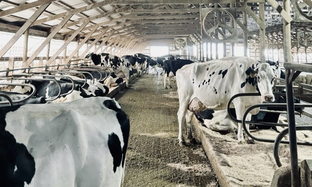 Ventilation systems for dairy cow barns