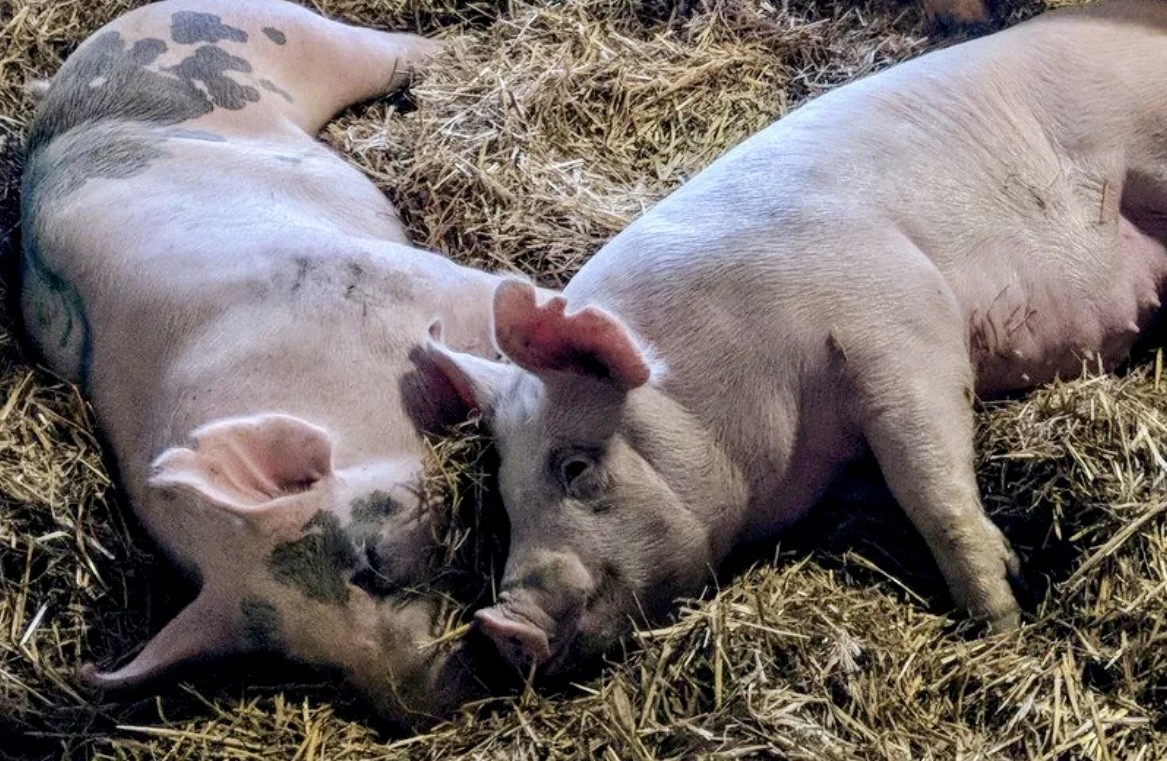 Climate solutions for swine (farms, houses, stables)