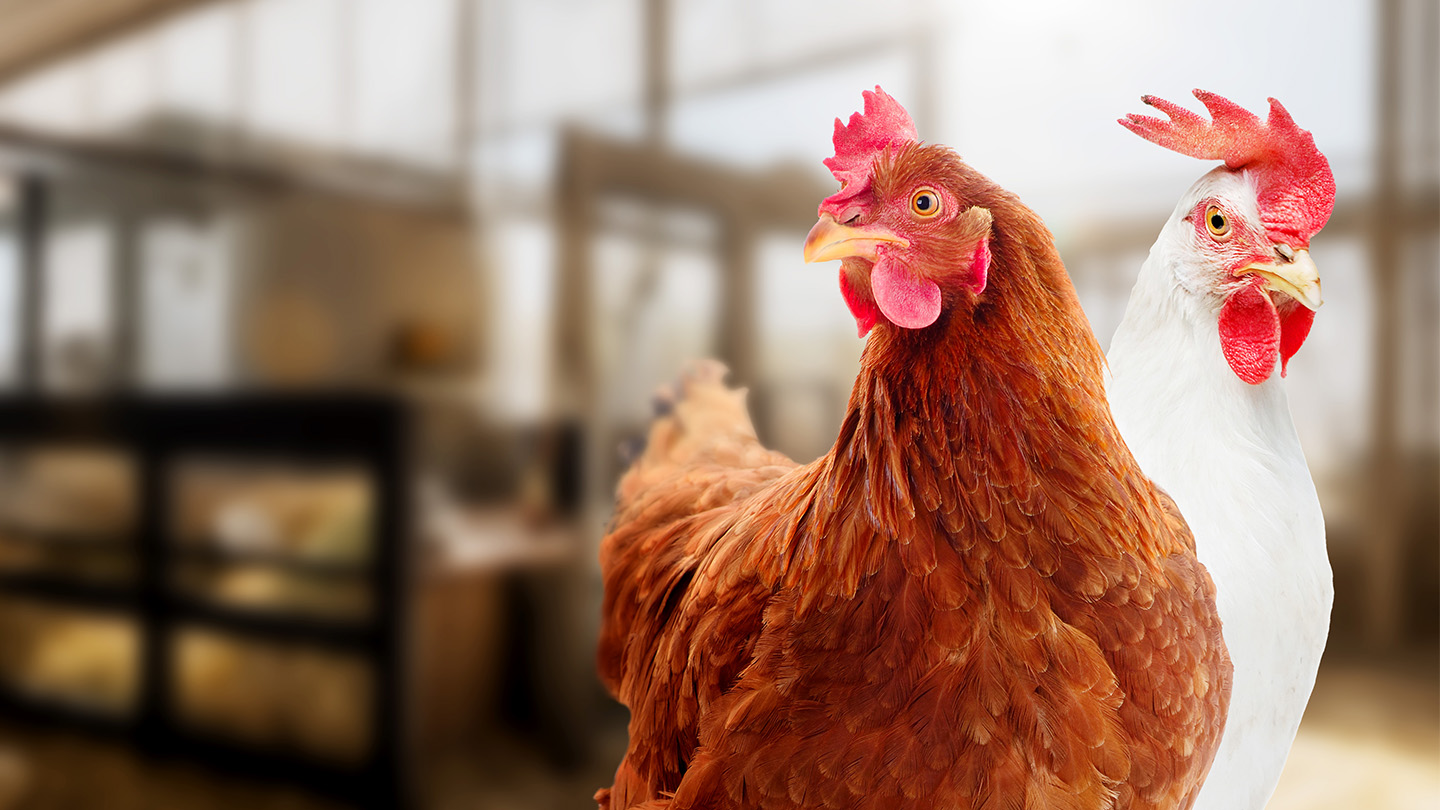 Layer Farming: The Ultimate Guide to Ventilation Solutions
